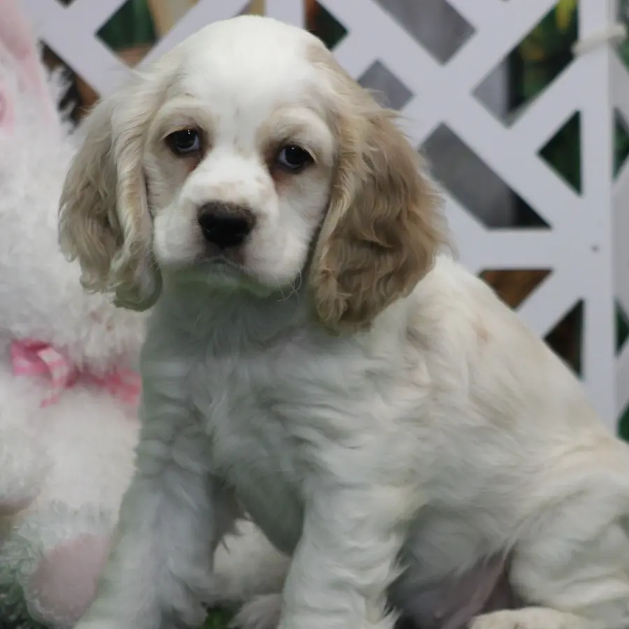 Betty The Cocker Spaniel