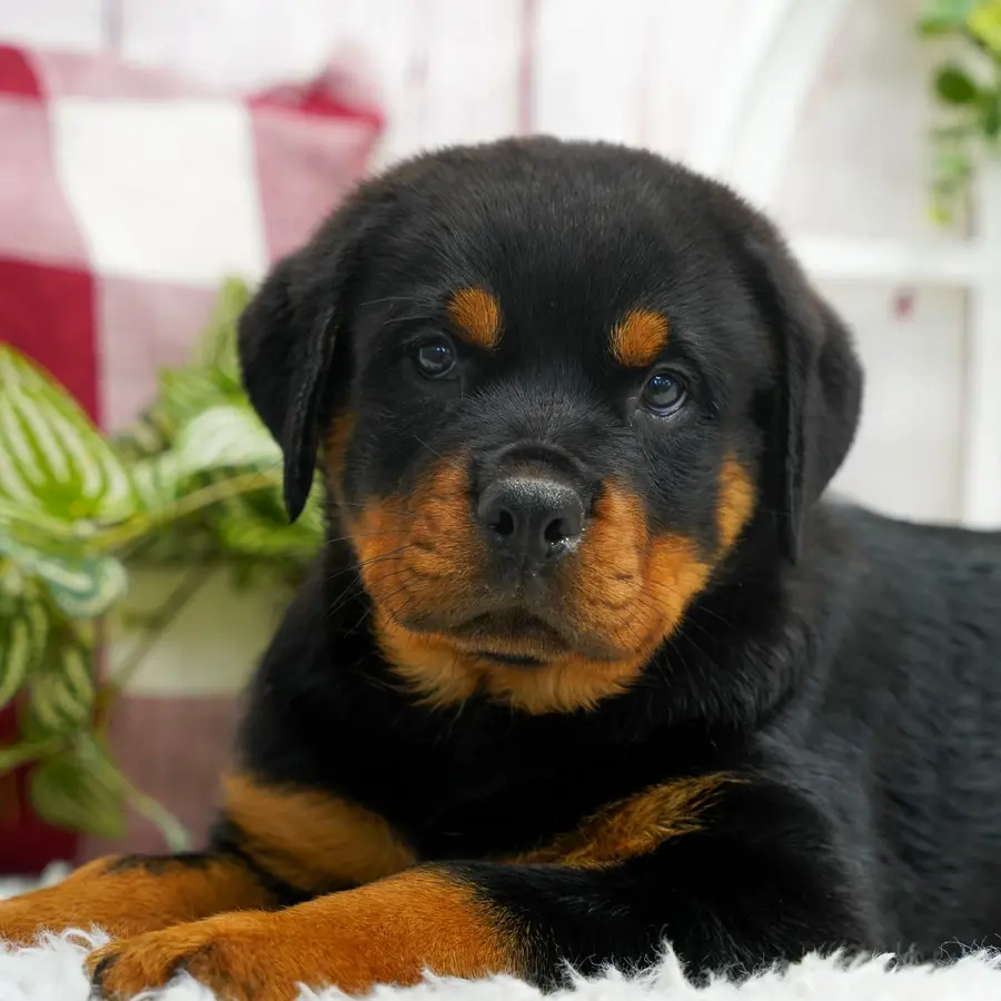 Jethro the Rottweiler